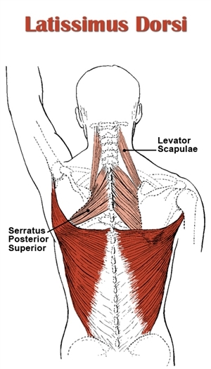 Back Anatomy All About The Back Muscles Back Anatomy All About The Back Muscles