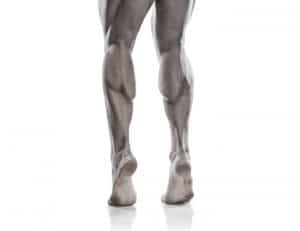 Calf Anatomy | All About the Calf Muscles
